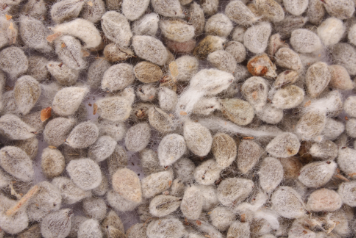 PYCO Industries Cottonseed Cooperative and Milling | PYCO Industries